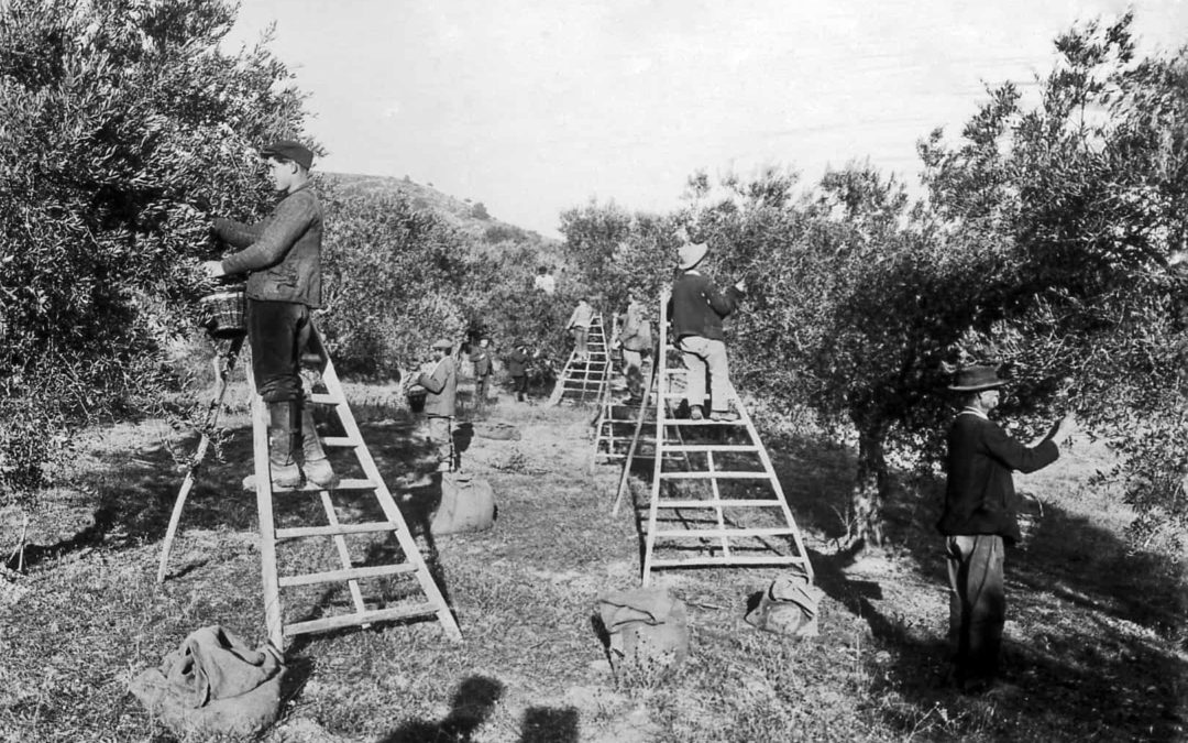 La récolte des olives approche ! - Oliversion La récolte des olives approche ! - Oliversion